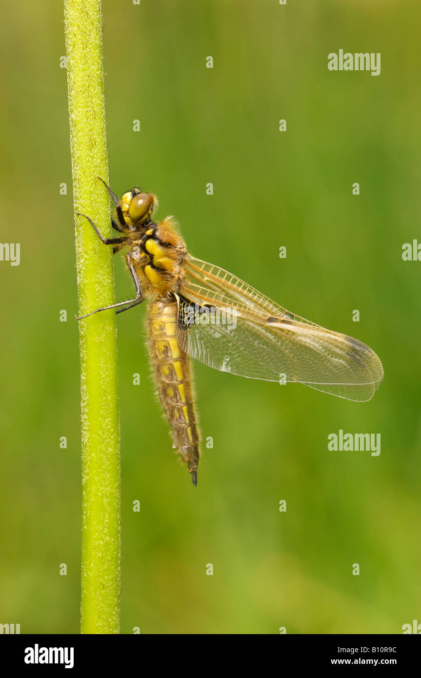 Freshly emerged Four-spot Chaser dragonfly Stock Photo - Alamy