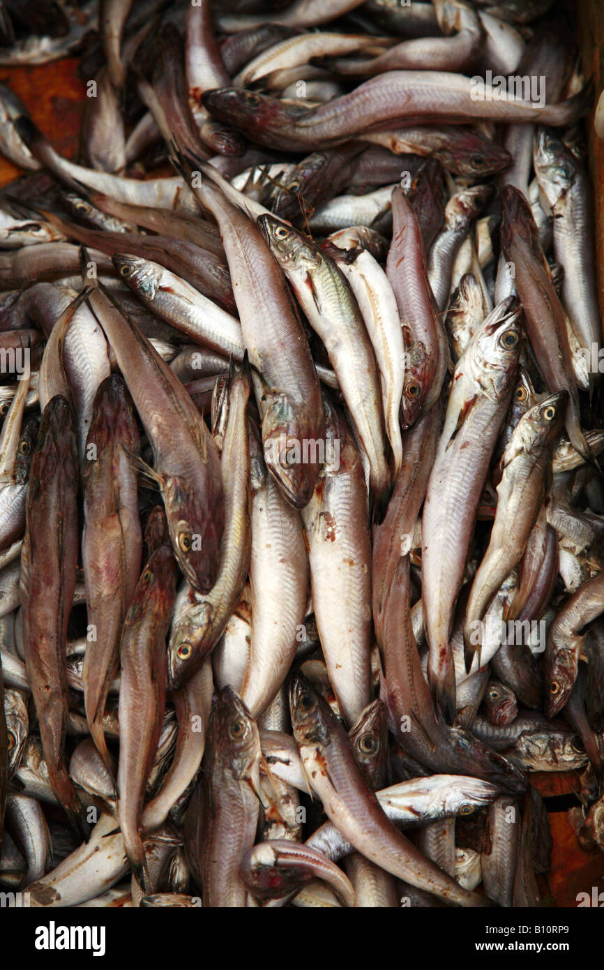 Fresh catch of fish Essaouira harbour Morocco Stock Photo - Alamy