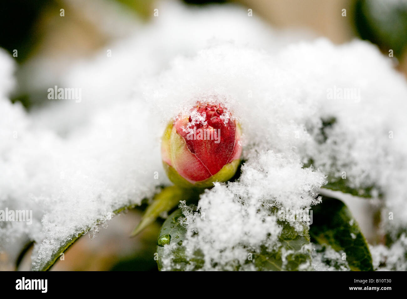 CLOSE UP OF CAMELLIA HYBRID BLACK LACE BUD, PICTURED IN THE SPRING ...