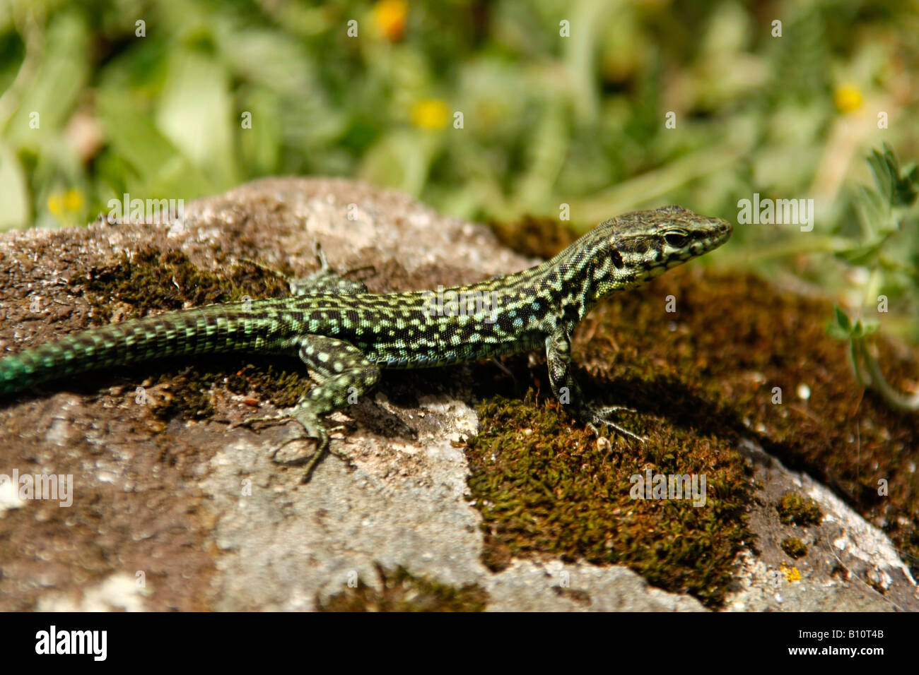 lizard inside the Spelunca gorge in Corsica Island France Stock Photo ...