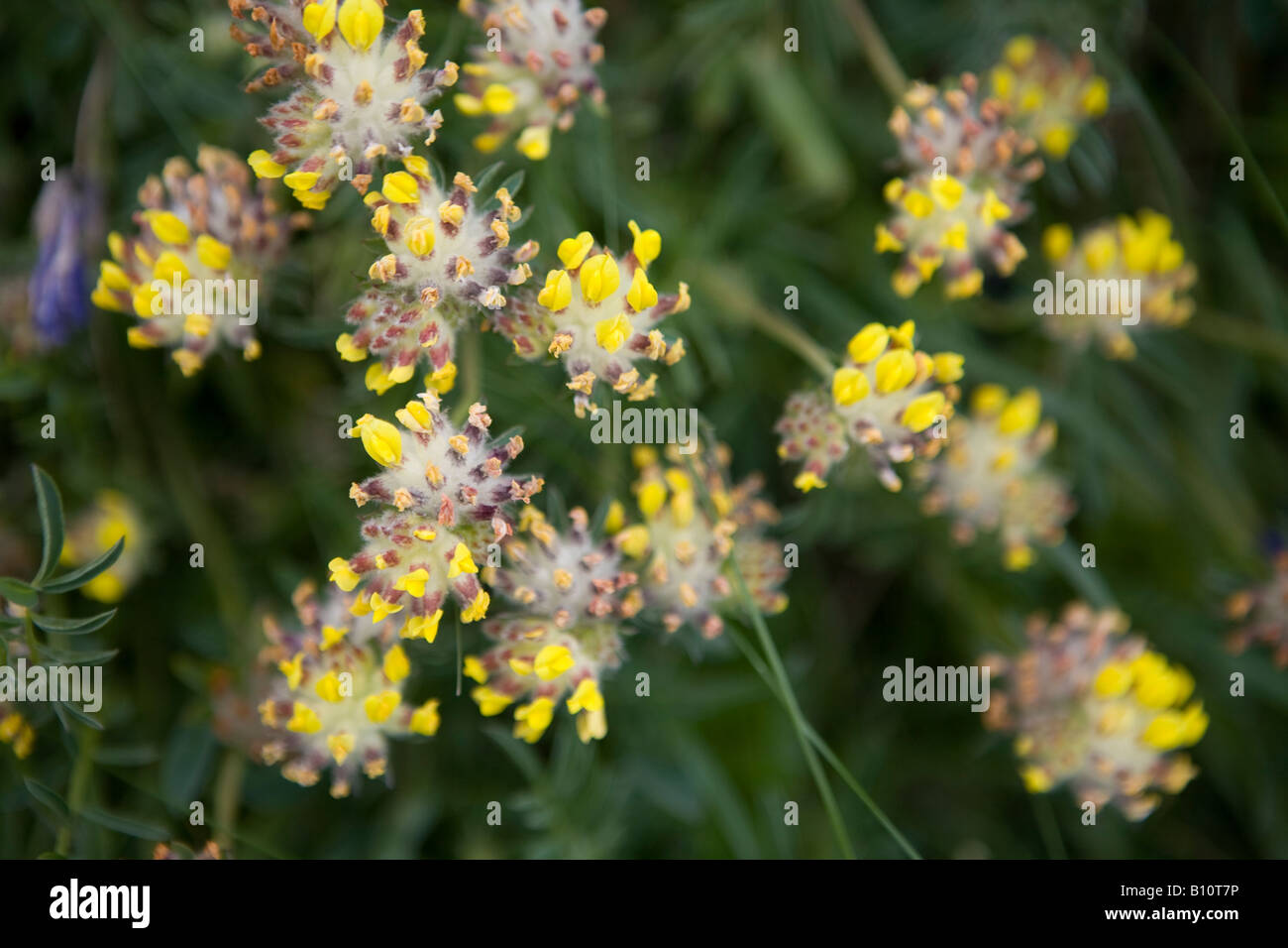 Kidney Vetch Flower Stock Photo - Alamy