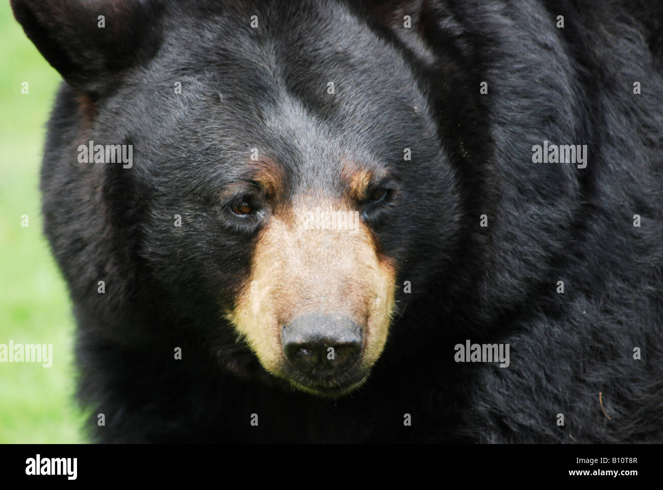 Black bear close up Stock Photo - Alamy