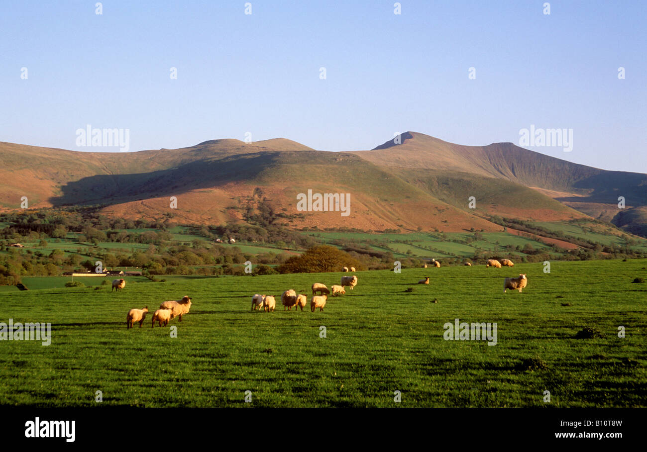Sheep grazing in the Brecon Beacons in evening light near Brecon Stock ...