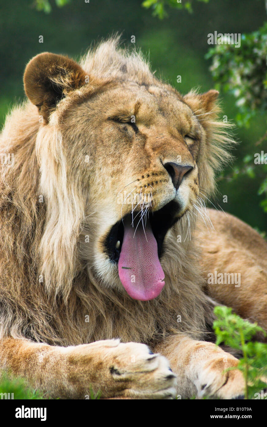Felidae yawn hi-res stock photography and images - Alamy