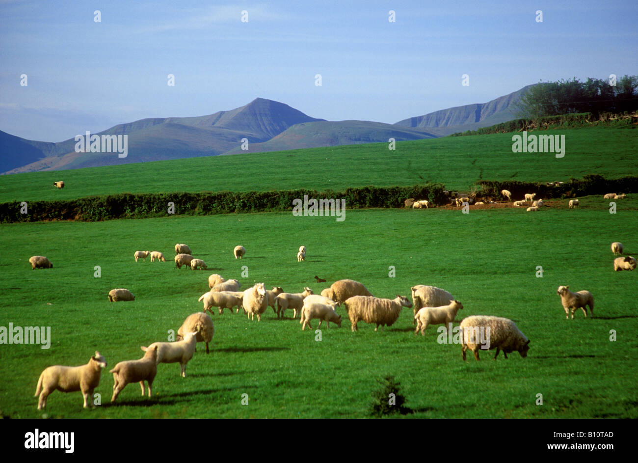 Sheep grazing in the Brecon Beacons Stock Photo - Alamy