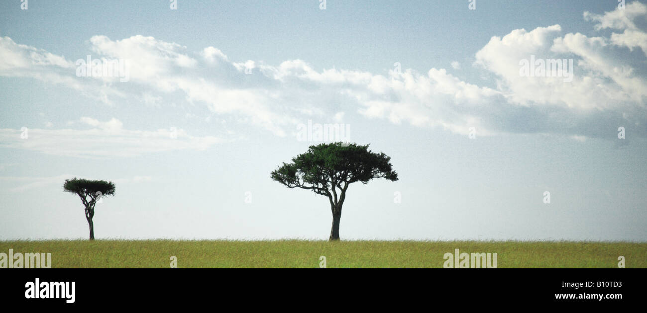 Two trees in the Masai Mara Kenya Stock Photo - Alamy