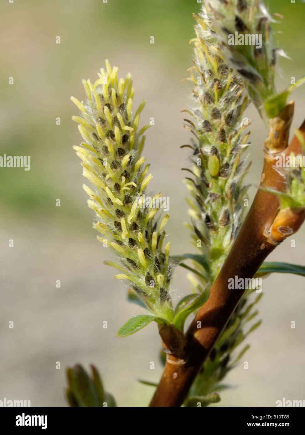 Osier willow hi-res stock photography and images - Alamy