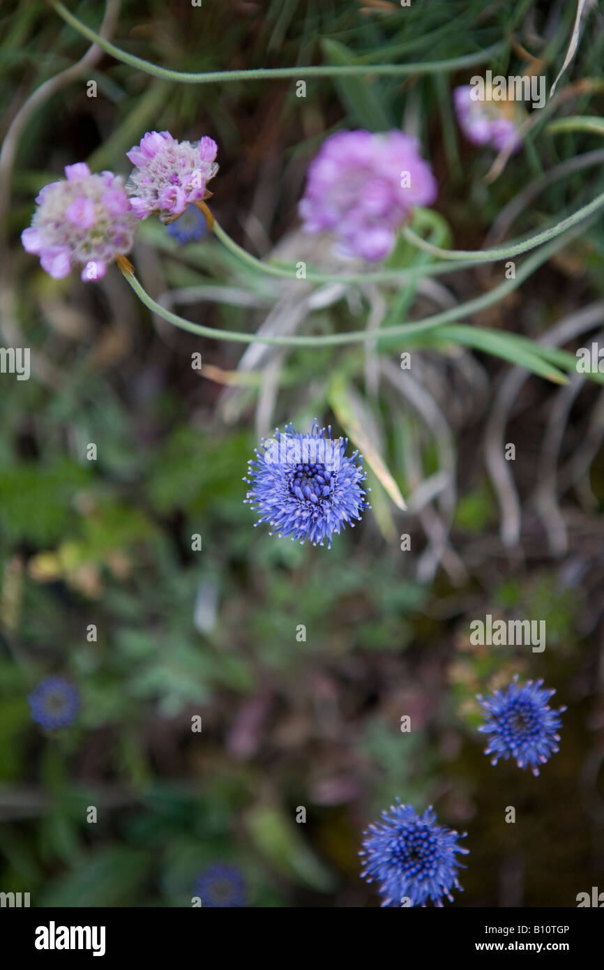 Sheep's Bit Scabious Flower Stock Photo - Alamy