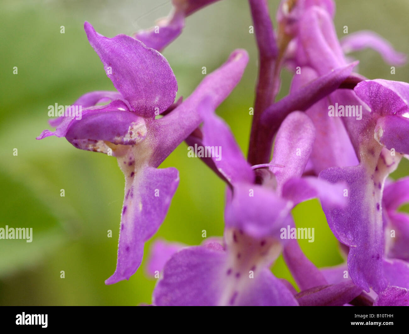 Early Purple Orchid, Orchis mascula Stock Photo - Alamy