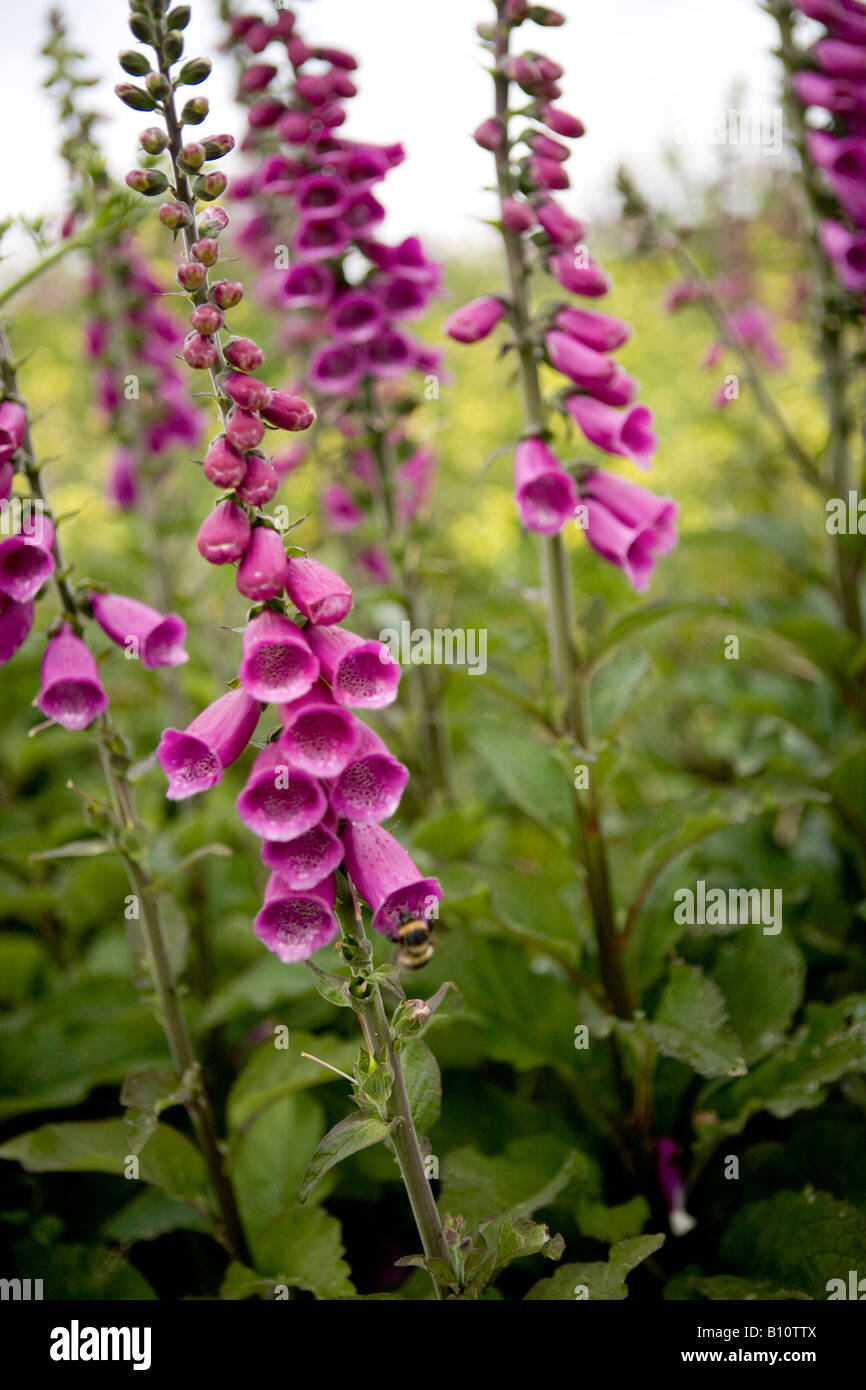 Foxgloves in flower with bee Stock Photo - Alamy