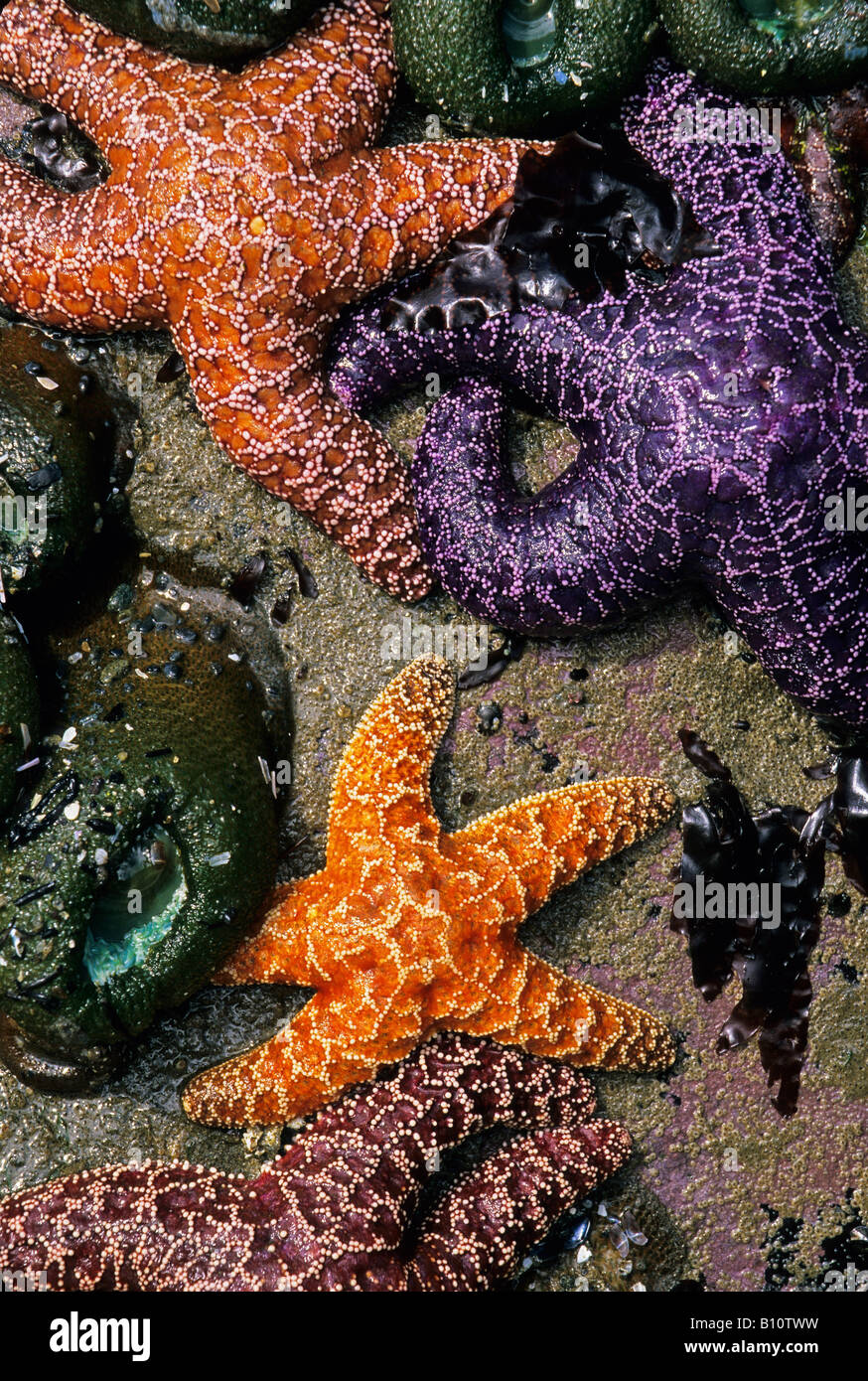 Colorful Sea Stars