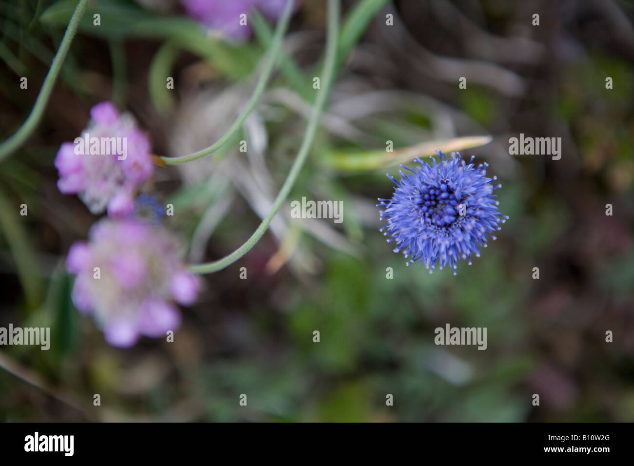 Sheep's Bit Scabious Flower with Thrift flower Stock Photo - Alamy