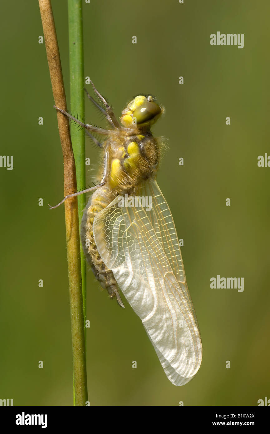 Four spot chaser hi-res stock photography and images - Alamy