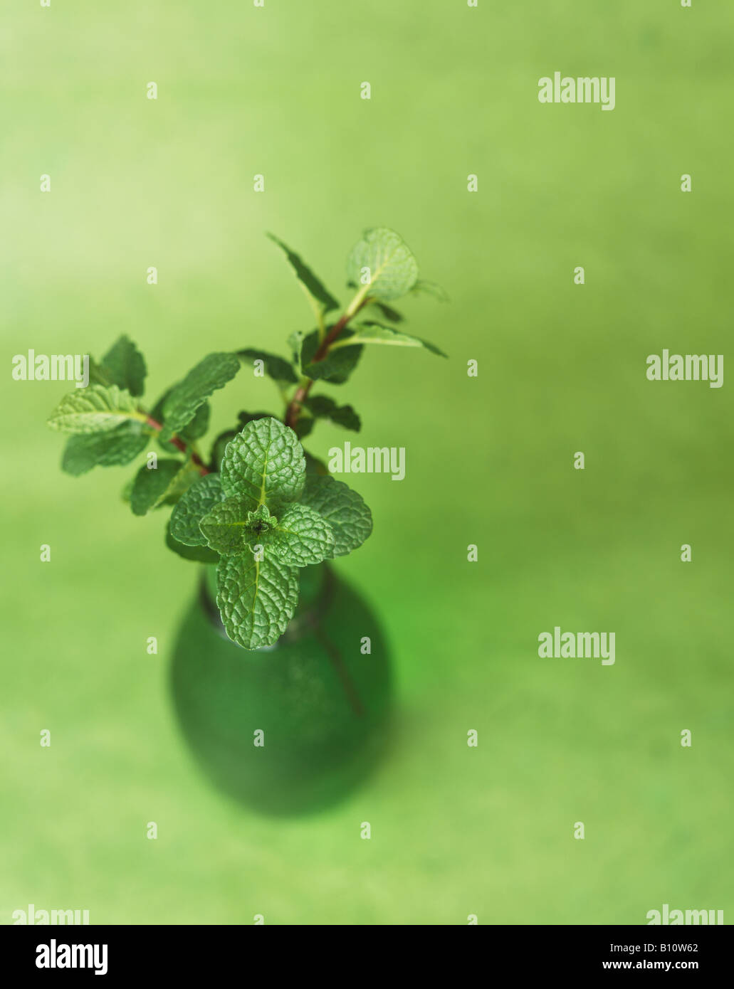 Mint sprigs in a bottle with blurred green background Stock Photo - Alamy