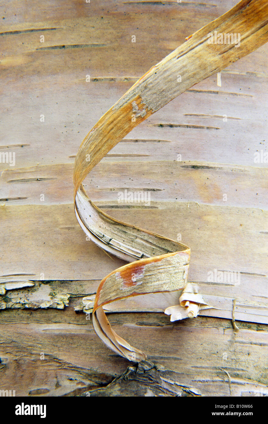 Curly birch hi-res stock photography and images - Alamy