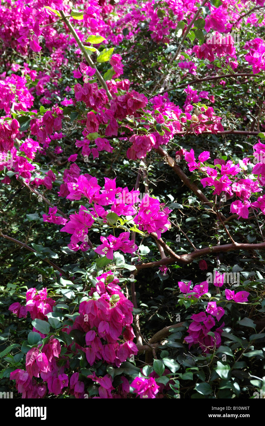 Large colourful bracts hi-res stock photography and images - Alamy