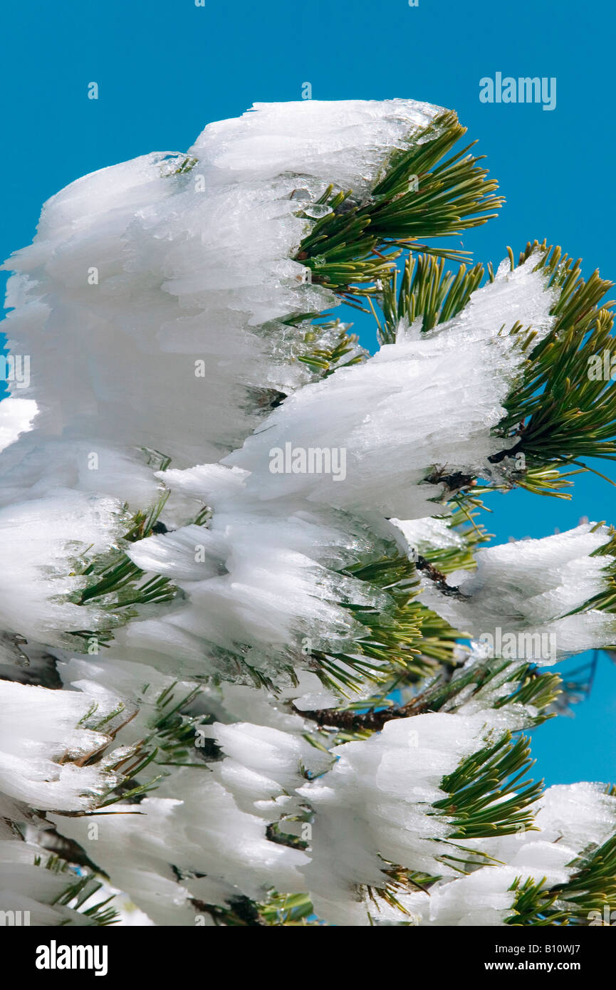 BENDED TREE BRANCH BY FROST Stock Photo - Alamy