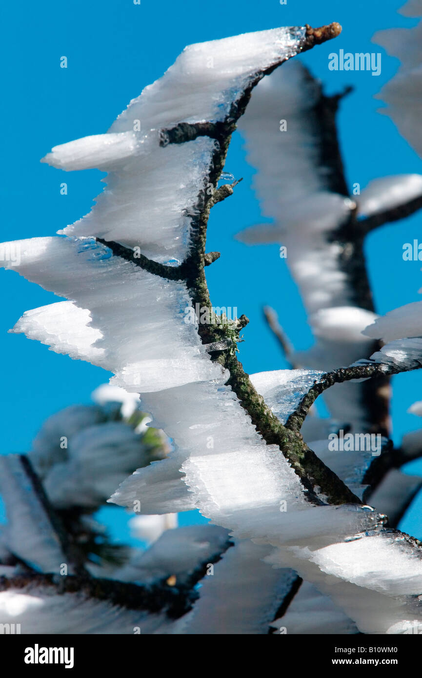 BENDED TREE BRANCH BY FROST Stock Photo - Alamy