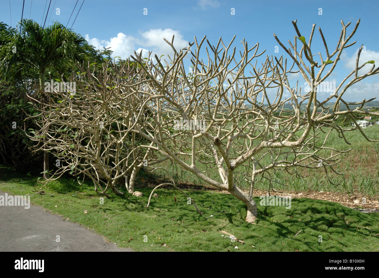 Bare Frangipani Trees growing at the side of the road, Gun Hill ...