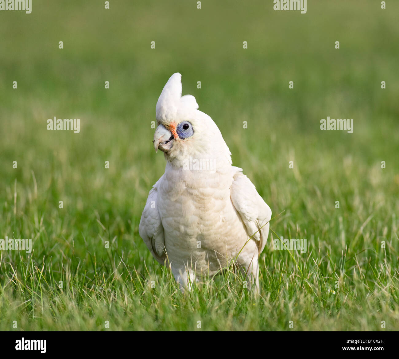 A Little Corella Cockatoo (Cacatua sanguinea) in the grass. Herdsman ...