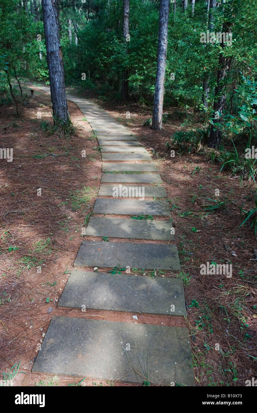 Walking path through a pine forest Stock Photo - Alamy