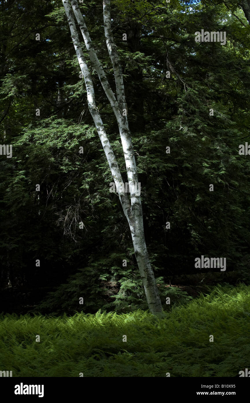 White birch tree Stock Photo - Alamy