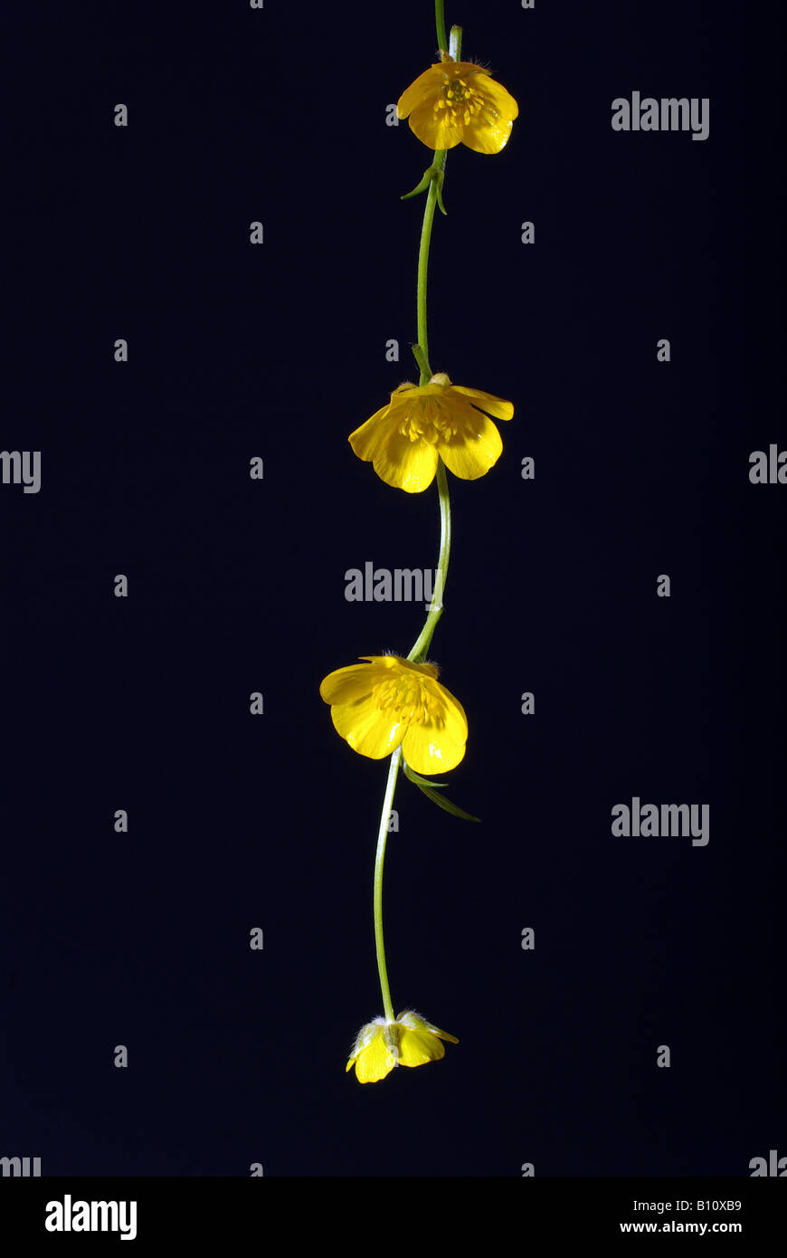 Buttercup chain hi-res stock photography and images - Alamy
