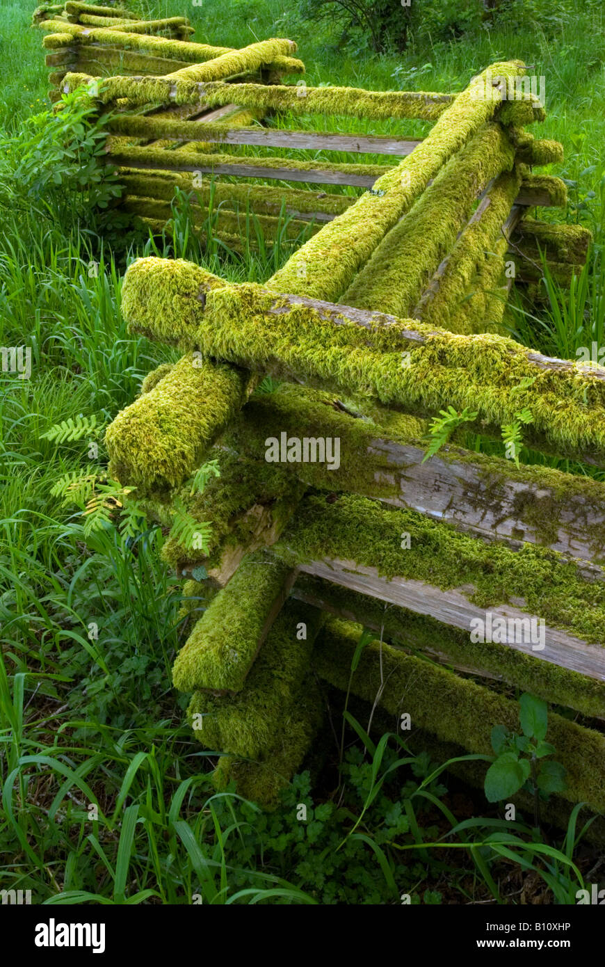 Moss covered fence in Redwoods National Park in California Stock Photo ...