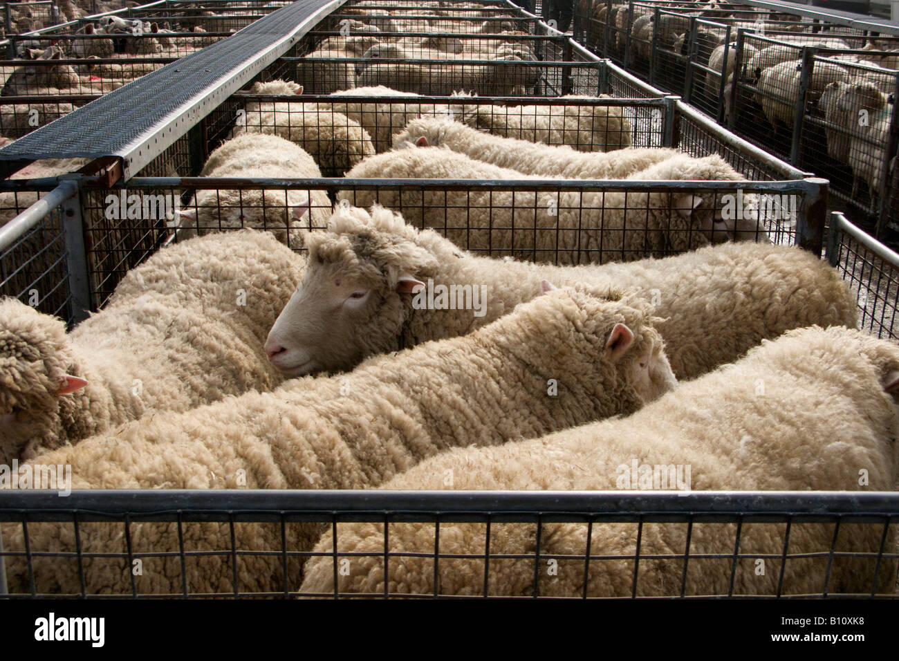 Sheep Pens Newport Cattle Market Stock Photo - Alamy