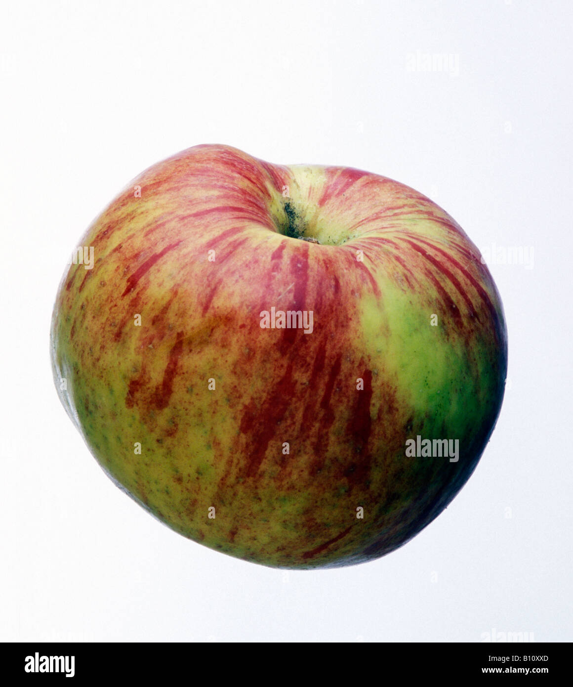 Howgate Wonder UK apple Stock Photo - Alamy