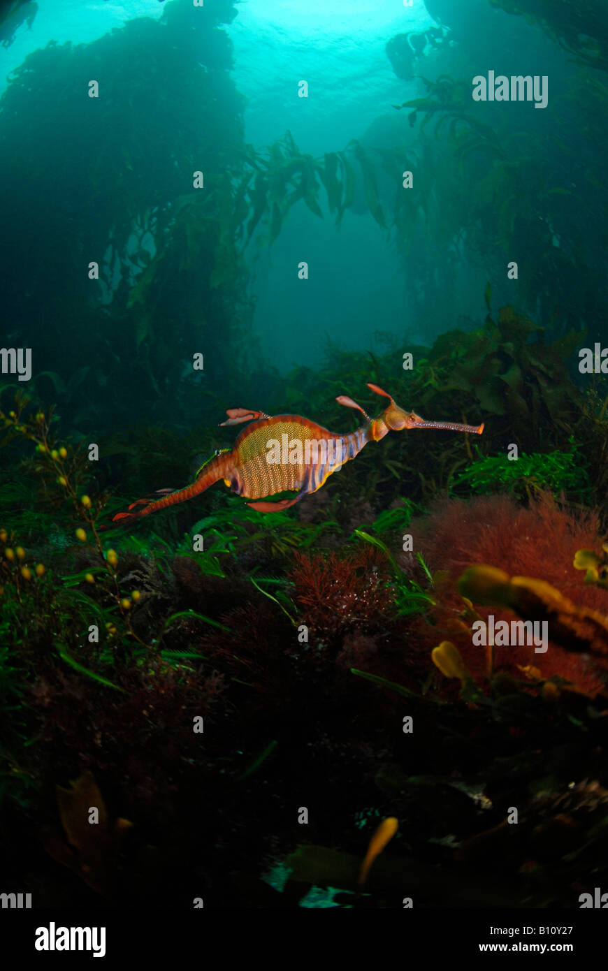 Weedy Sea Dragon Phyllopteryx taeniolatus Tasmania Australia Stock ...