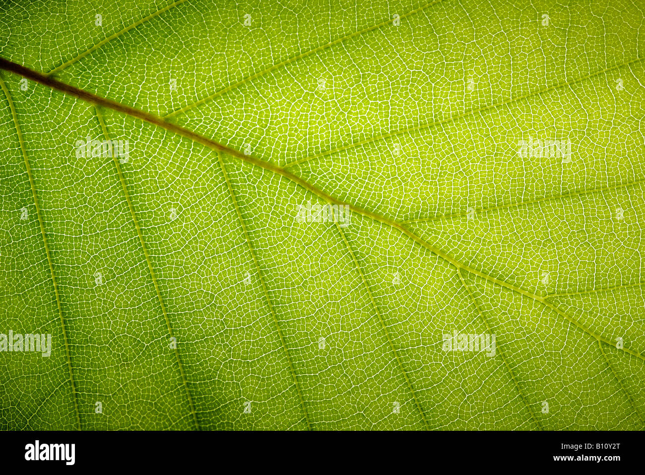 Leaf cells pattern hi-res stock photography and images - Alamy