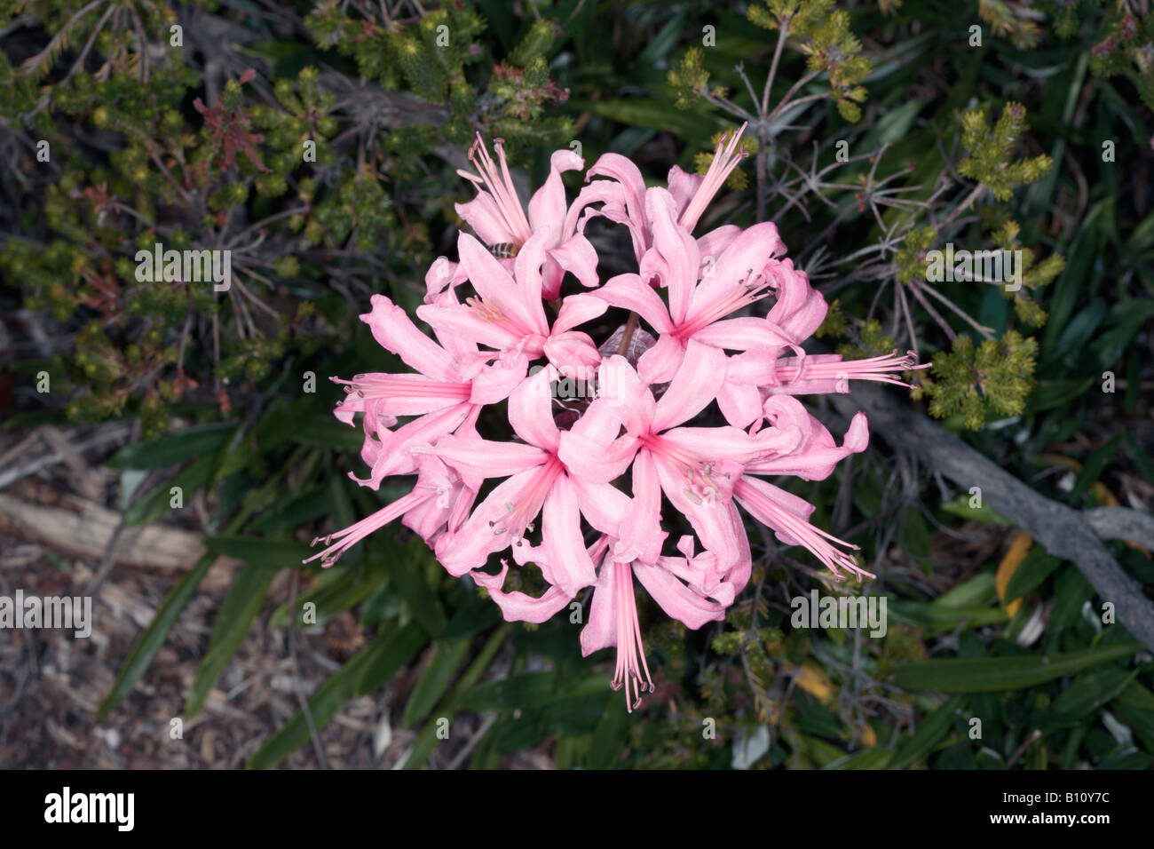 Red nerina red nerine guernsey lily nerine sarniensis family hi-res ...
