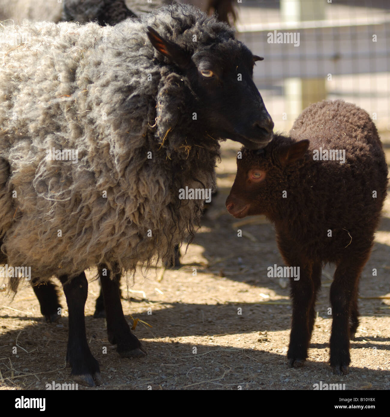 Sheep with baby sheeps Stock Photo - Alamy