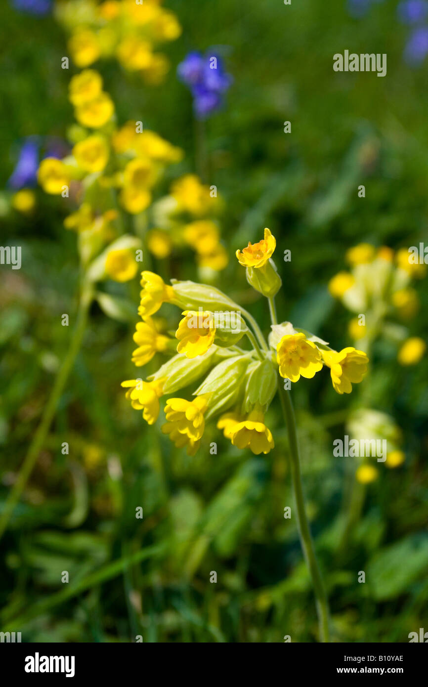 Close up of cowslip flower also known as primula veris Stock Photo - Alamy