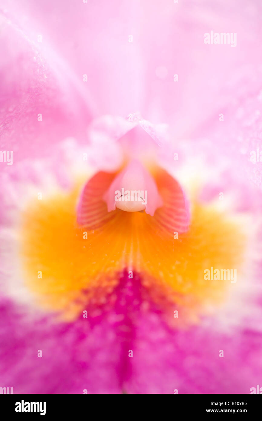 Center of a flower hi-res stock photography and images - Alamy