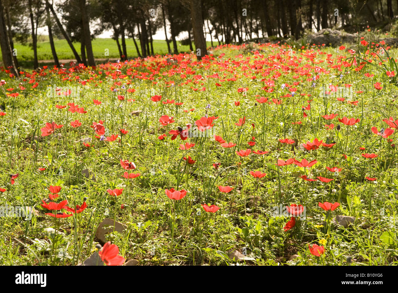 Israel Jezreel valley Papaver subpiriforme red poppies Stock Photo - Alamy