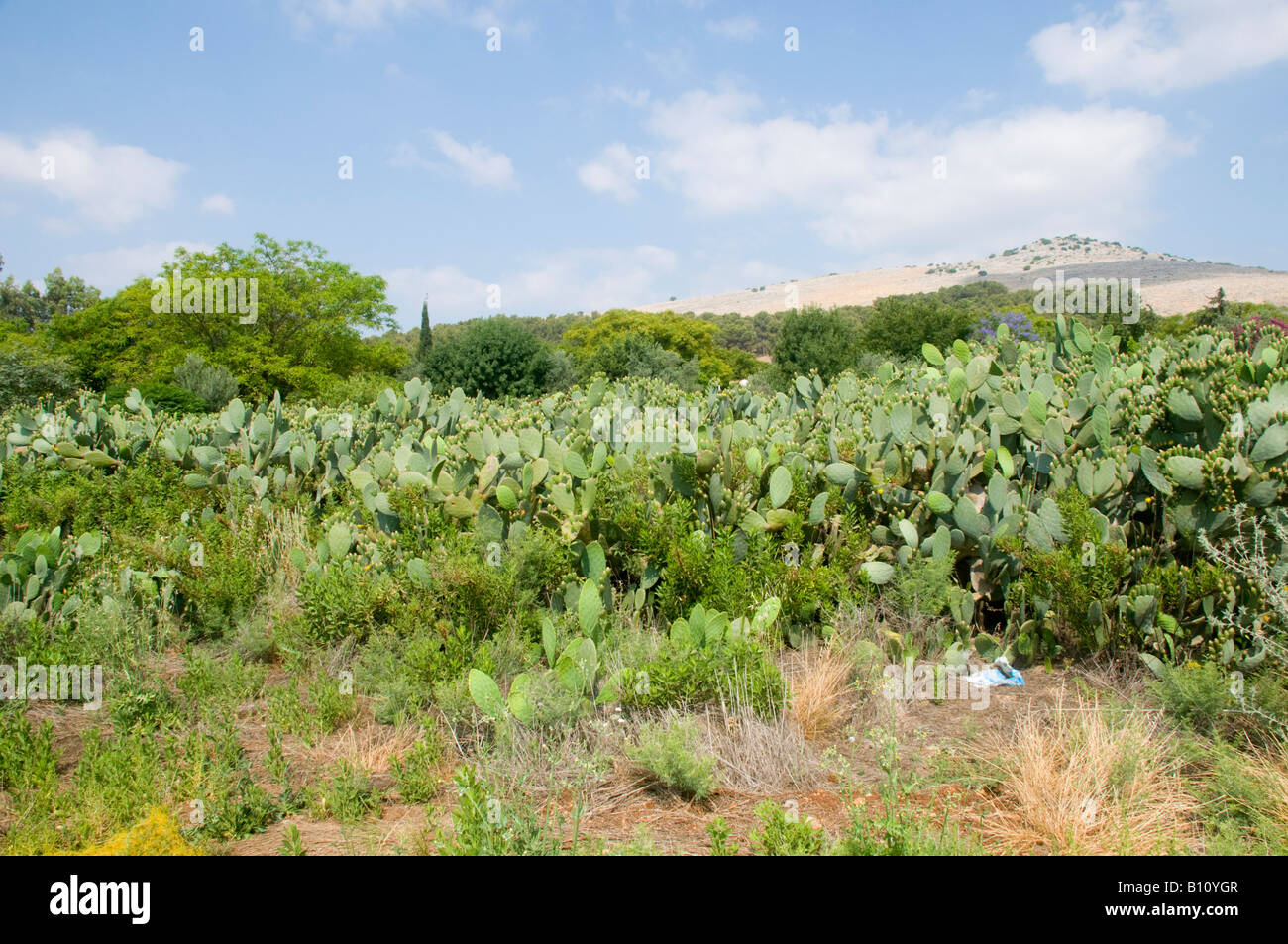 A hedge of opuntia Cactus Israeli symbol Stock Photo - Alamy