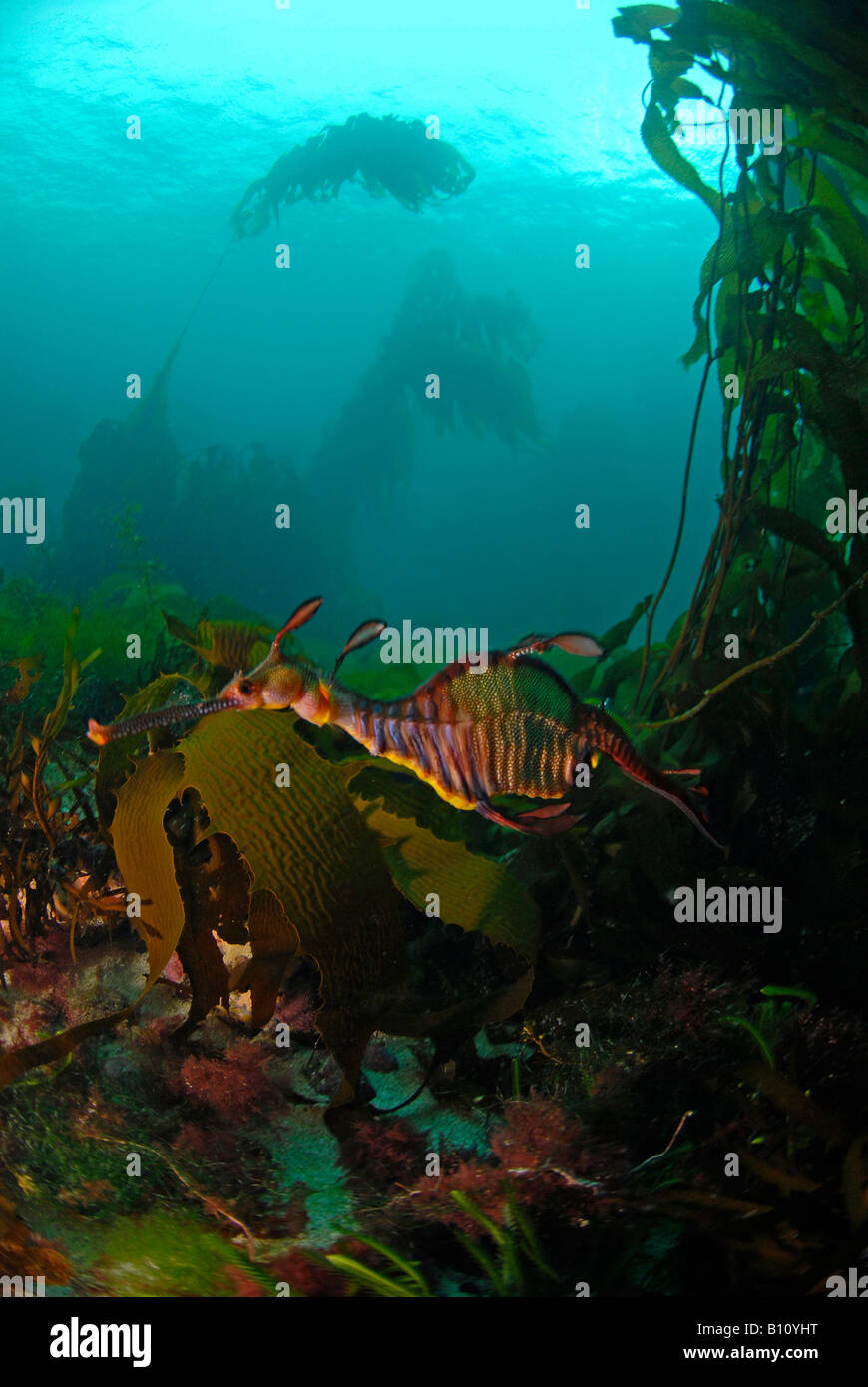 Weedy Sea Dragon Phyllopteryx taeniolatus Tasmania Australia Stock ...