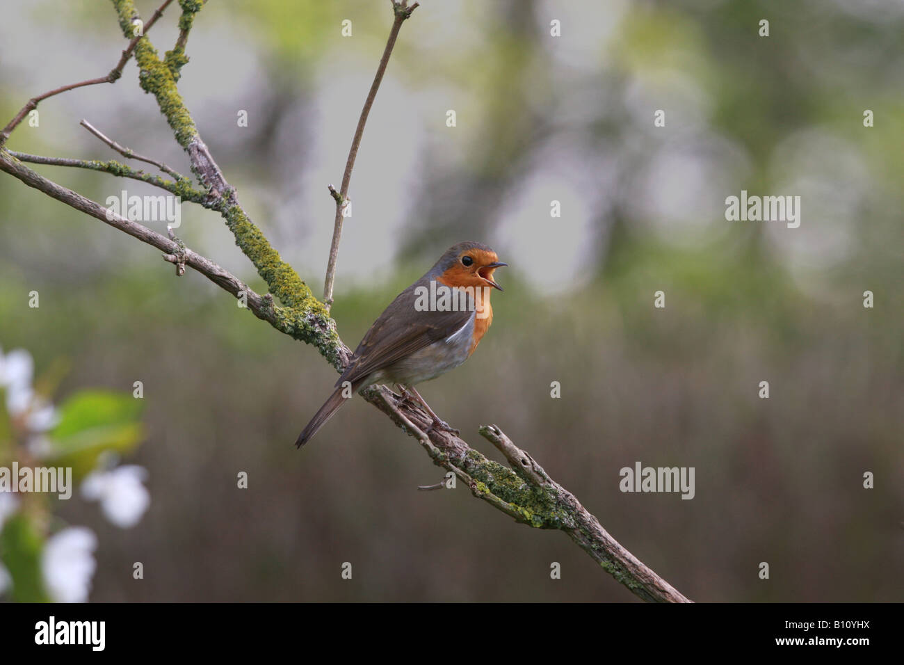 Robin singing uk hi-res stock photography and images - Alamy