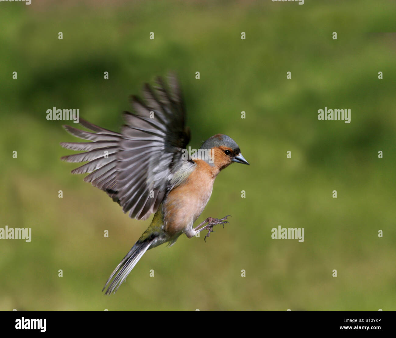 Chaffinch flying hi-res stock photography and images - Alamy