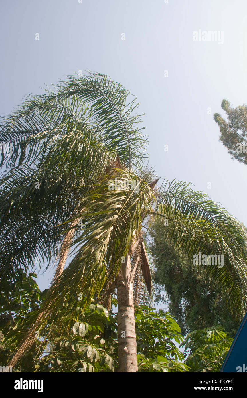princess palm or hurricane palm Dictyosperma album Stock Photo - Alamy