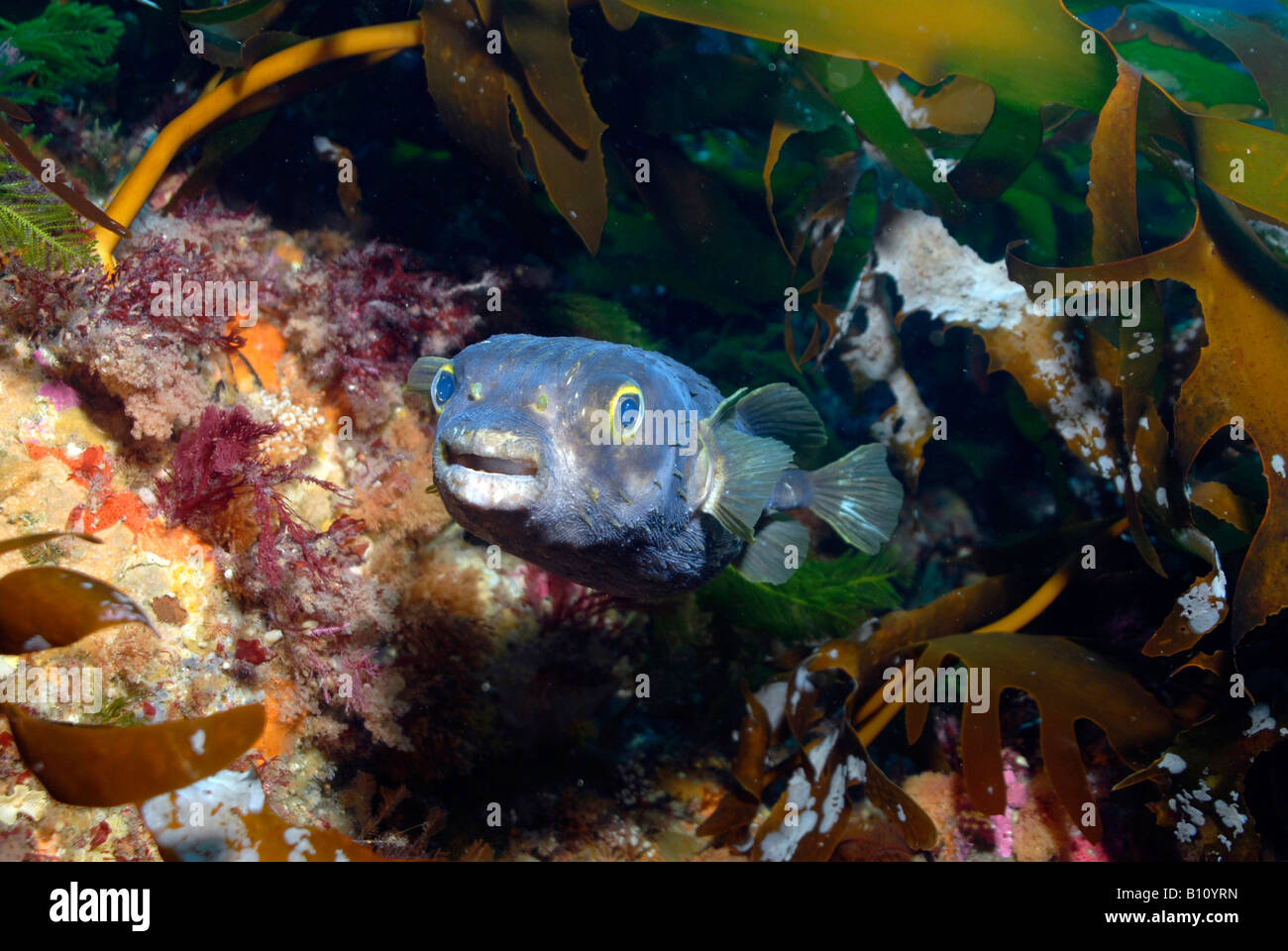 Globefish Porcupinefish Diodon nichthemerus Tasmania Australia Stock ...