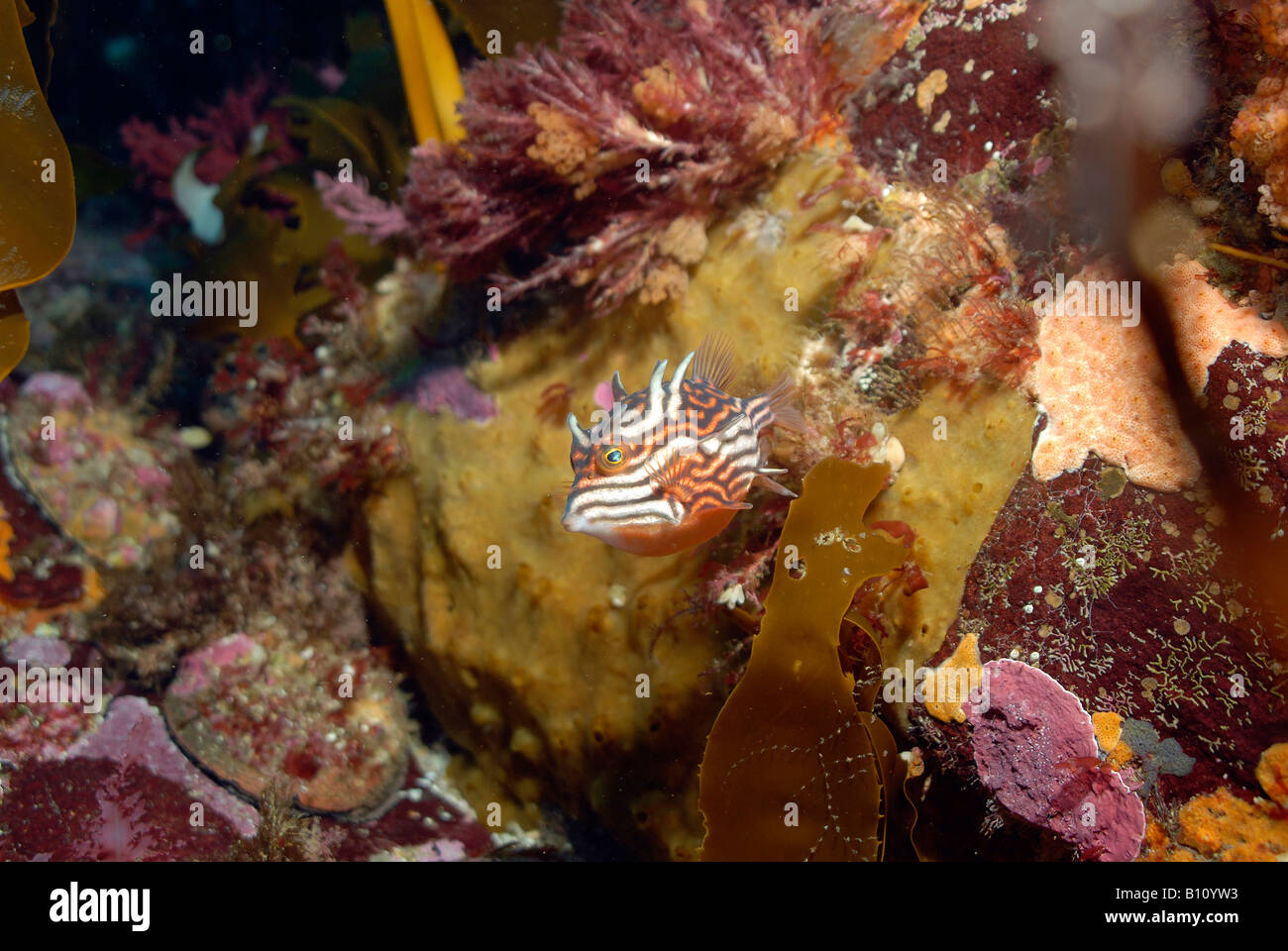 Shaws Cowfish Aracana aurita Tasmania Australia Stock Photo - Alamy
