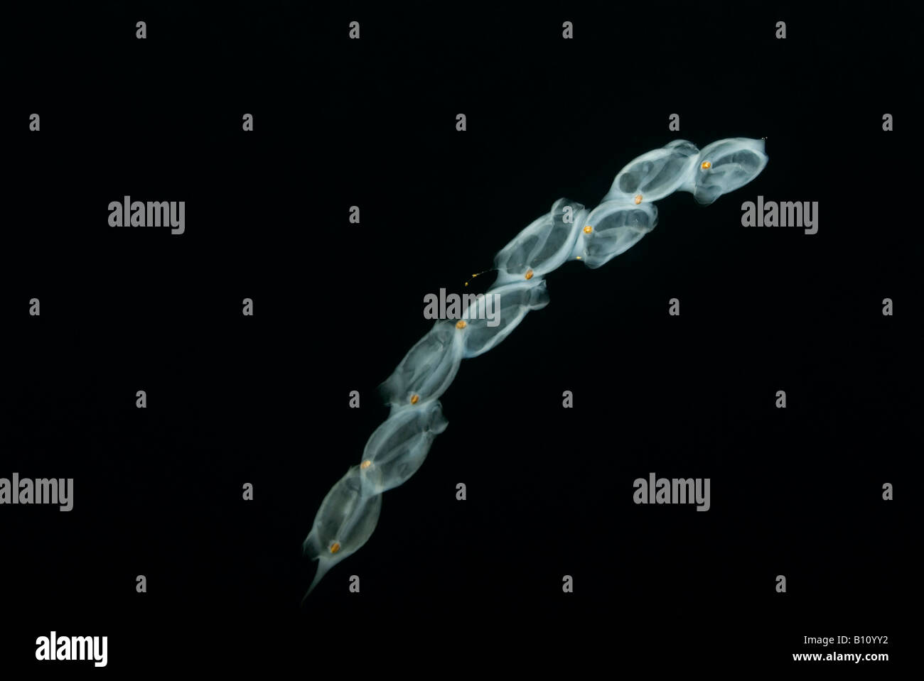 Thaliacea hi-res stock photography and images - Alamy