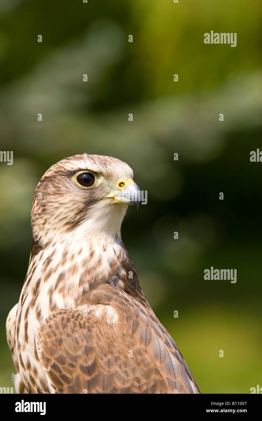 Falcon bird hi-res stock photography and images - Alamy