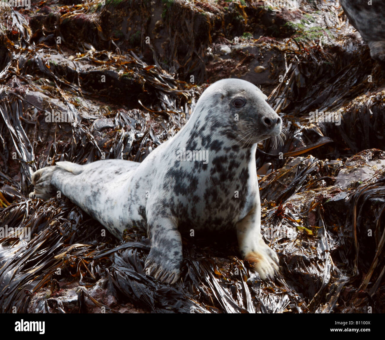 Seal eating fish hi-res stock photography and images - Alamy