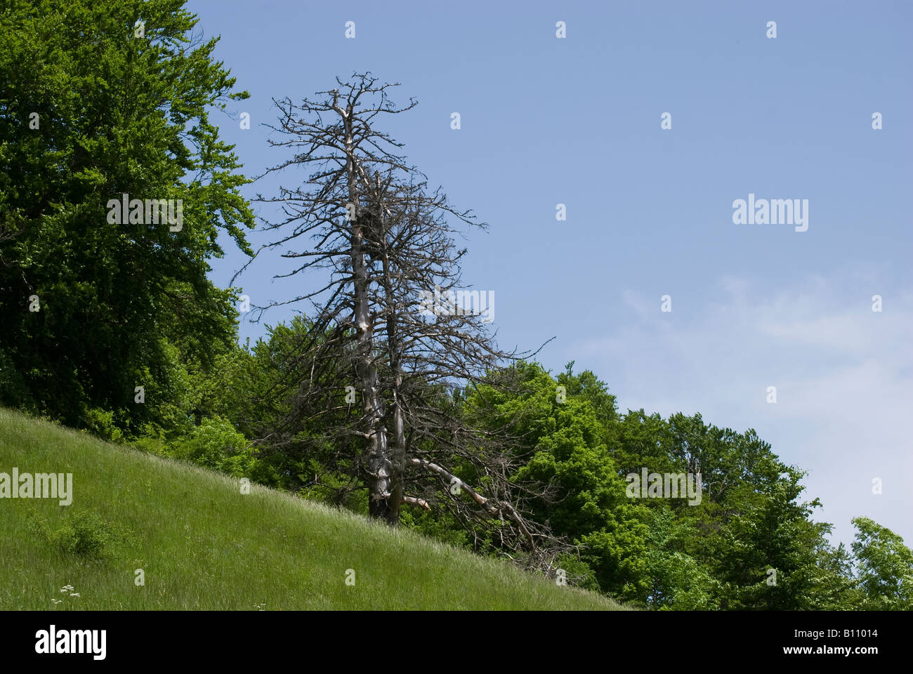 Branchwood hi-res stock photography and images - Alamy
