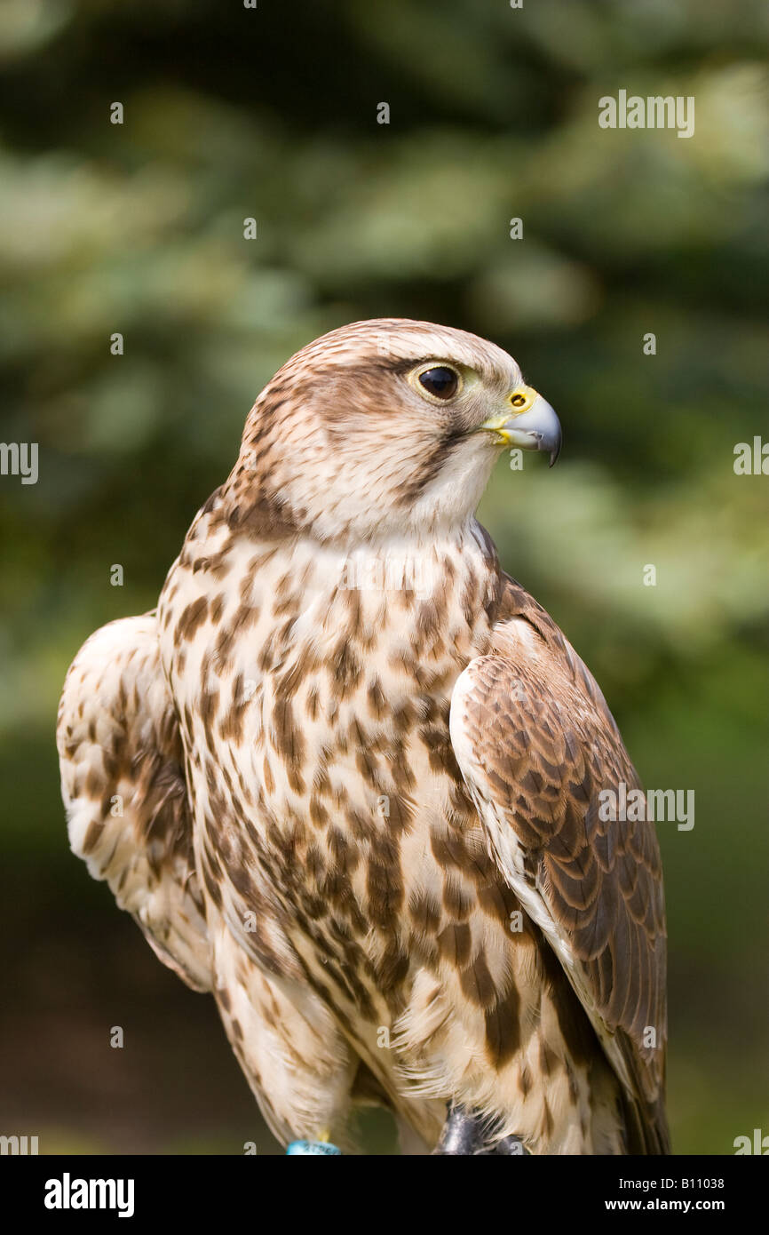 Falcon feathers hi-res stock photography and images - Alamy