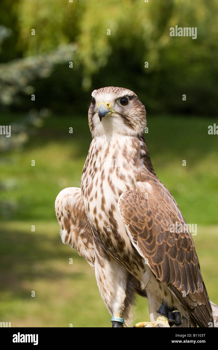 Bird of Prey - Saker Falcon Stock Photo - Alamy